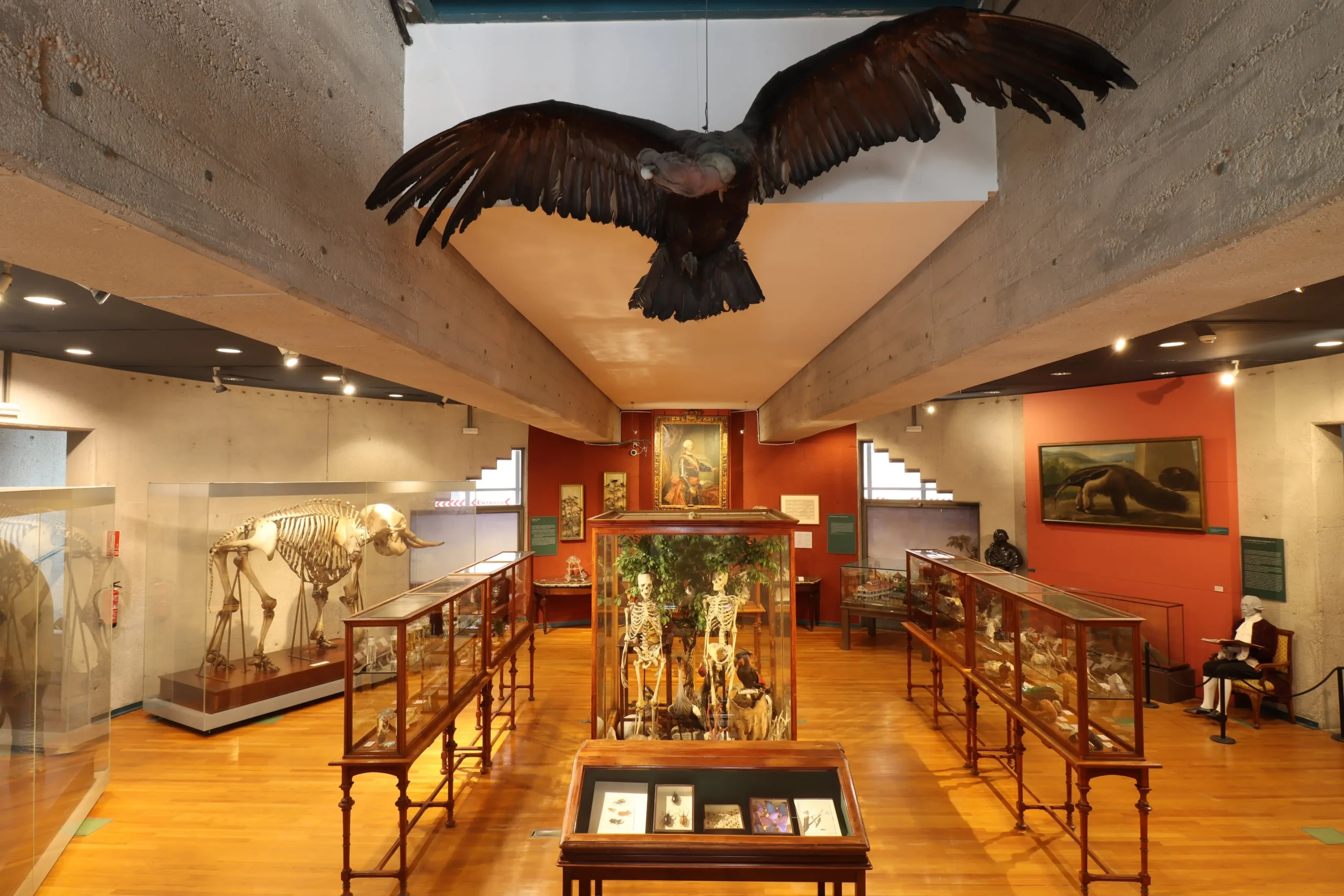 Museo Virtual Real Gabinete De Historia Natural: Un Viaje A La ...