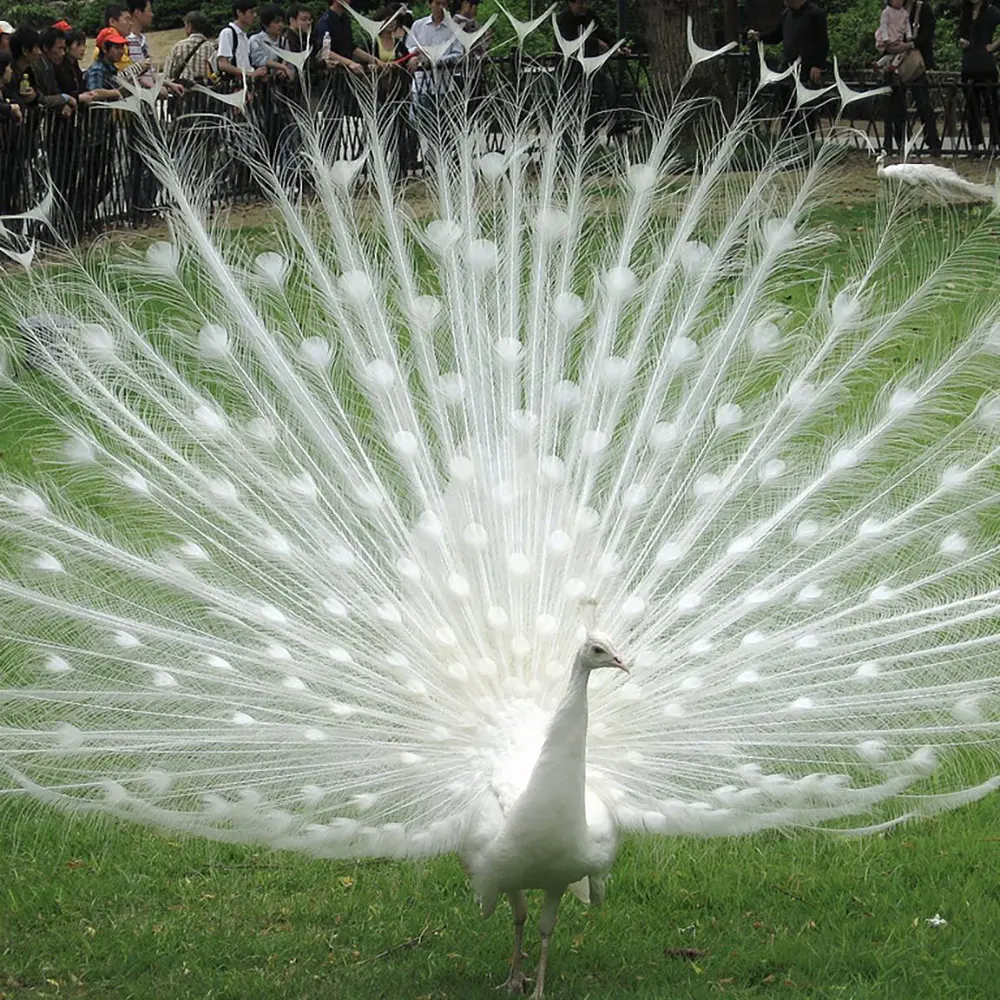 Pavo Real Blanco: Origen, Historia Y Significado | Basado En Hechos Reales